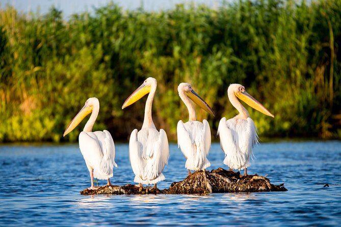 Day Trip from Bucharest to Danube Delta - Key Points