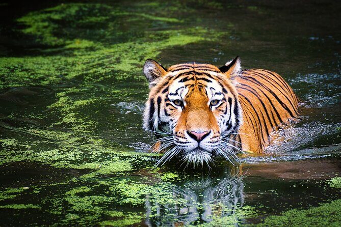 Day Trip from Goa to Anshi National Park (Kali Tiger Reserve) - Who Is This Tour Best For?