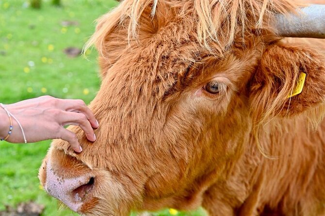 Day Trip from Greenock Cruise Port- Lochs and Castle Tour - Practical Considerations for Travelers