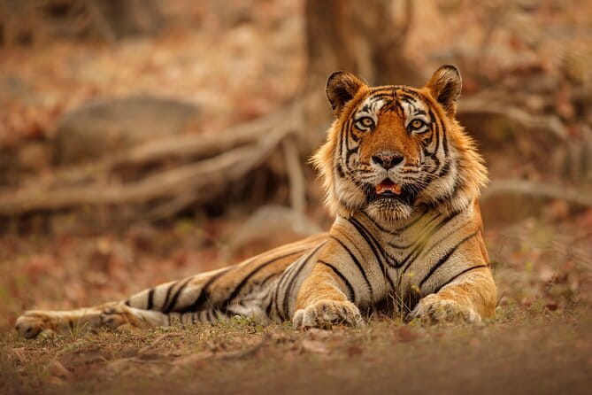 Day Trip from Jaipur to Ranthambore Safari - Key Points