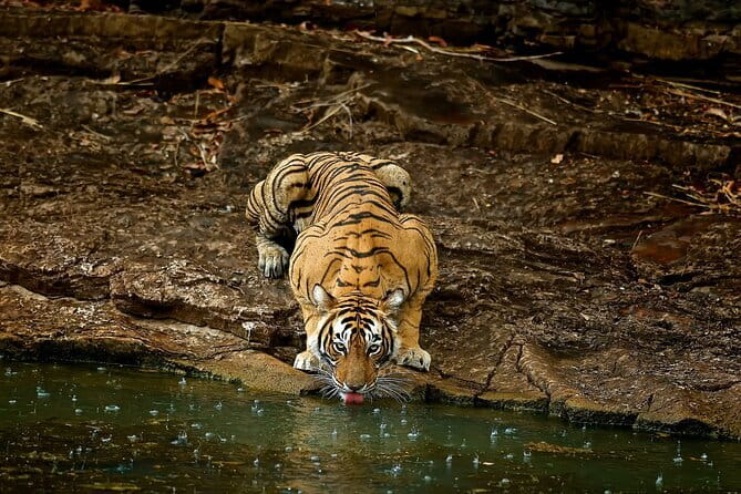 Day Trip from Jaipur to Ranthambore Safari - Who Should Consider This Tour?