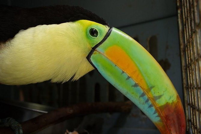 Day Trip From San Jose to Sloths & Other Wildlife Rescue Center - Connecting With Costa Ricas Wildlife