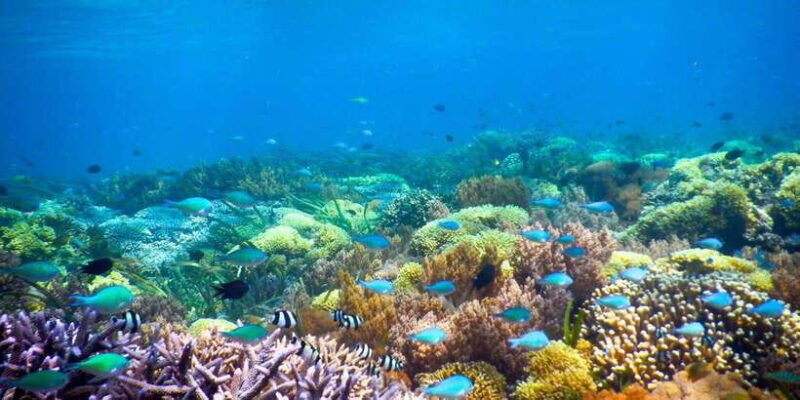 Day Trip Gili Nanggu,Kedis&Sudak With Pick Up - The Wildcard: Snorkeling and Underwater Beauty