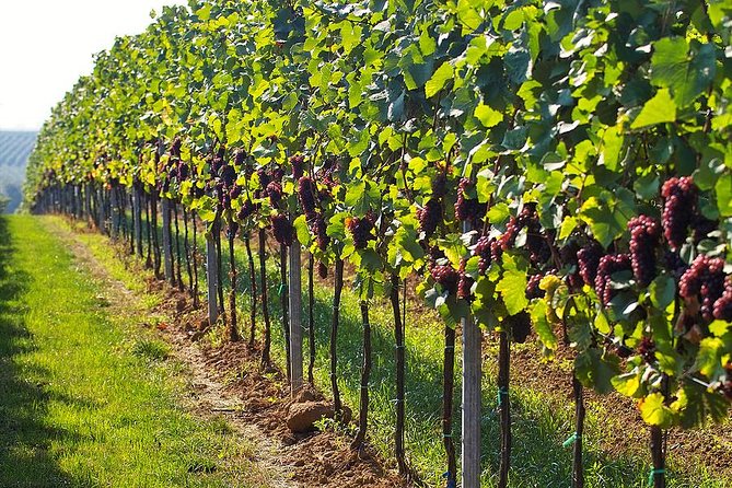 Day trip in Kakheti-wine tour - Experience Quality and Authenticity
