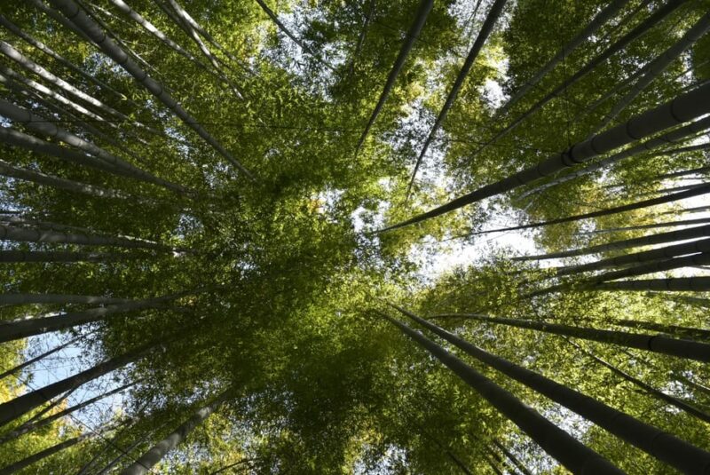 Day Trip Kamakura From Tokyo With National Licensed Guide - Key Points