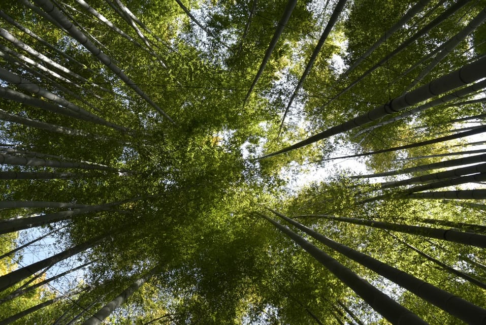 Day Trip Kamakura From Tokyo With National Licensed Guide - Admiring the Iconic Great Buddha of Kōtoku-in