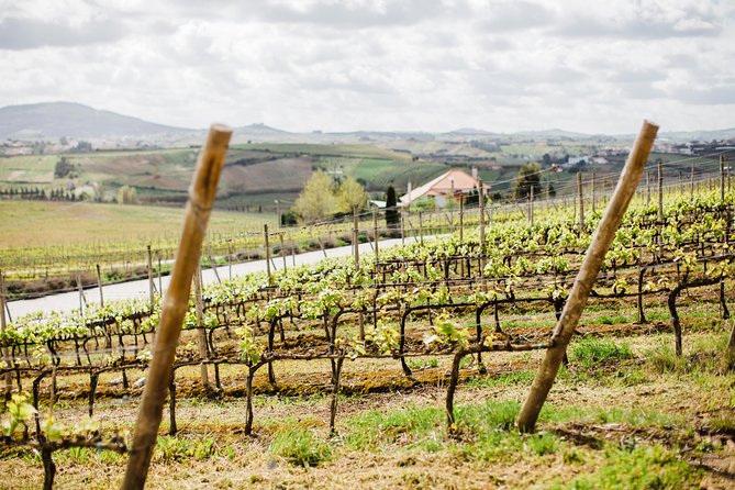 Day Trip Lisbon Wine Tasting - Private Tour - Experience and Personalization