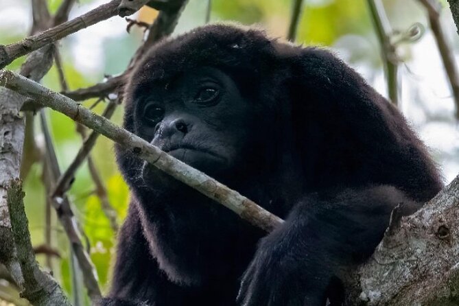 Day Trip Meet Howler Monkeys at Churute & Make Organic Chocolate - Key Points