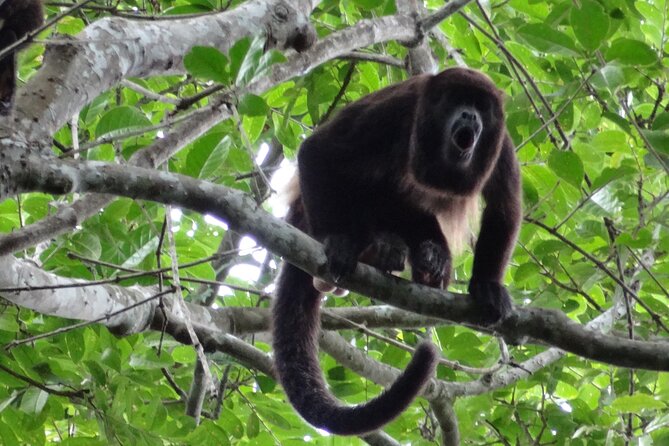 Day Trip Meet Howler Monkeys at Churute & Make Organic Chocolate - Observing Howler Monkeys and Local Wildlife