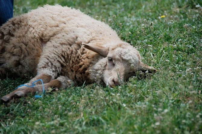 Day trip -Mtskheta-Jvari Gori-Uplistsikhe - The Sum Up