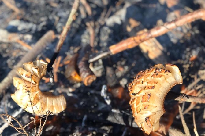 Day trip on Quad ATV - Transylvanian outdoor adventure - In-Depth Breakdown of the Itinerary