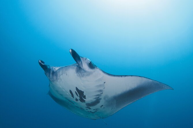 Day Trip snorkeling Nusa Penida - Manta 3 sites (from south bali) - What Makes This Tour Stand Out?