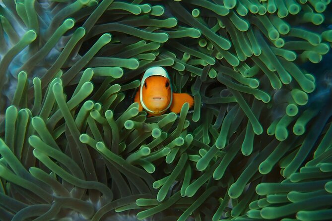 Day Trip snorkeling Nusa Penida - Manta 3 sites (from south bali) - Itinerary Breakdown: What to Expect