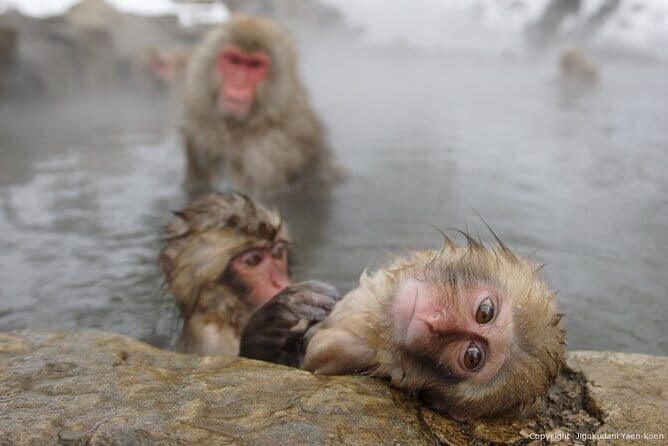 Day Trip Snow Monkey in Nagano from Tokyo by bullet train - Cost and Value
