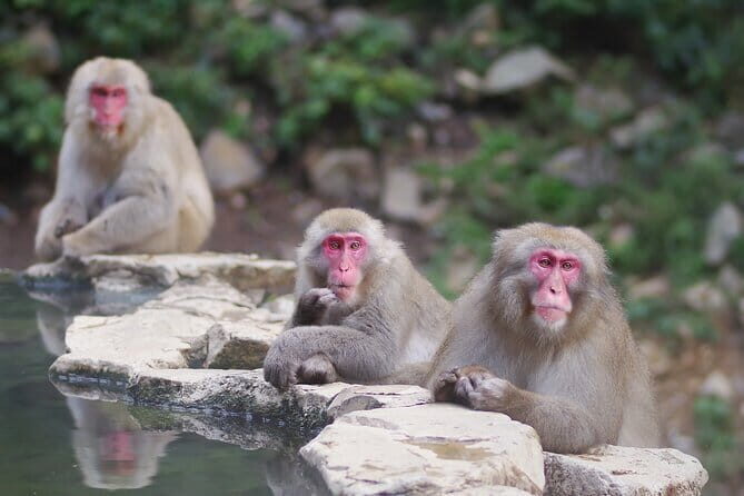 Day Trip Snow Monkey in Nagano from Tokyo by bullet train - Who Is This Tour Best For?