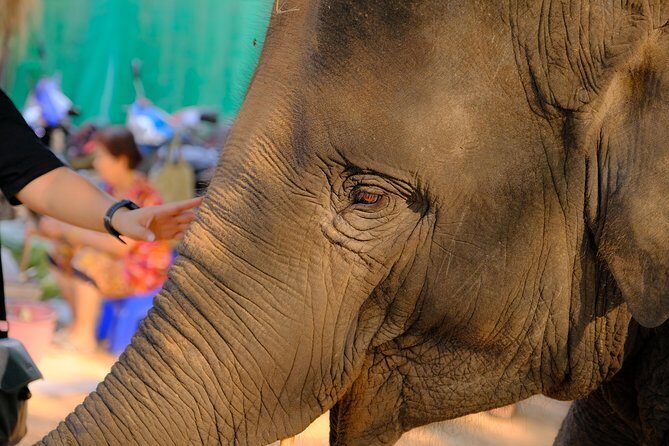 Day Trip to an Elephant Conservation and Care Center near Agra - Who Will Love This Tour?