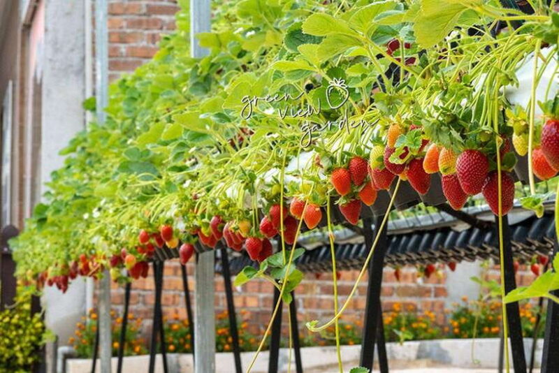 Day Trip to Cameron Highlands - Analyzing the Tours Value