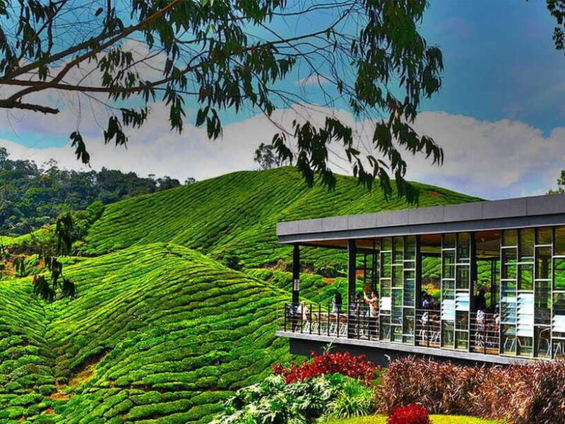 Day Trip to Cameron Highlands - Who Is This Tour Best For?