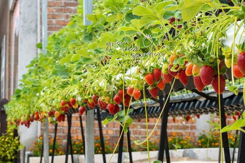 Day Trip to Cameron Highlands - Final Thoughts