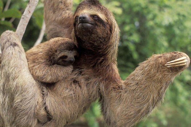 Day Trip to Caño Negro Including Río Frio Boat Experience From La Fortuna - Traveler Reviews