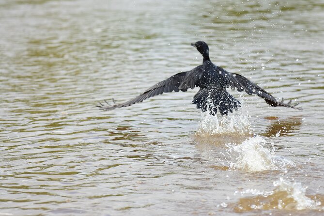 Day Trip to Caño Negro Including Río Frio Boat Experience From La Fortuna - Wildlife Encounters