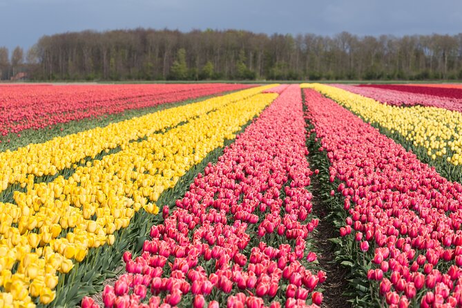 Day Trip to Famous Tulip Route in Noordoostpolder From Amsterdam - Key Points