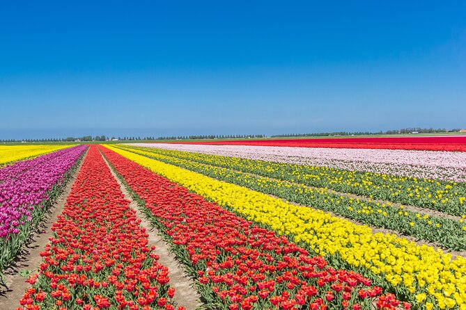 Day Trip to Famous Tulip Route in Noordoostpolder From Amsterdam - Authentic Experiences and Reviews
