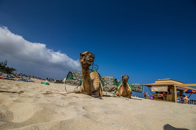 Day Trip to Fuerteventura From Lanzarote - Visiting the Cotillo Fishing Village