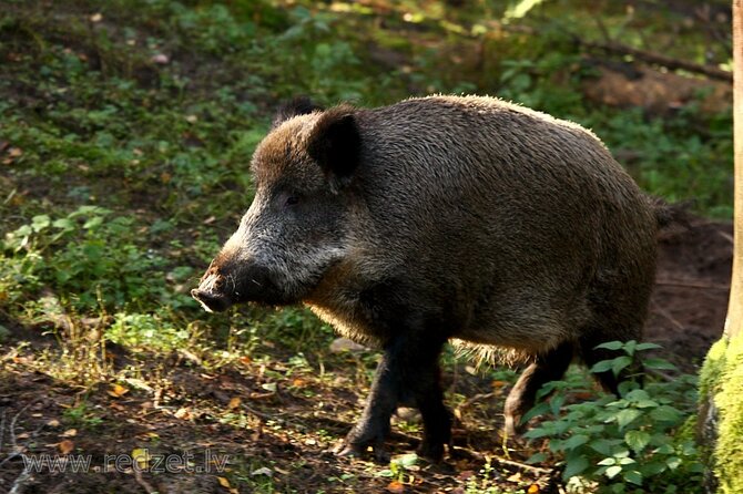 Day trip to Gauja National Park: animals, castles and a cave - Exploring Latvia’s Nature and History: A Day Trip to Gauja National Park