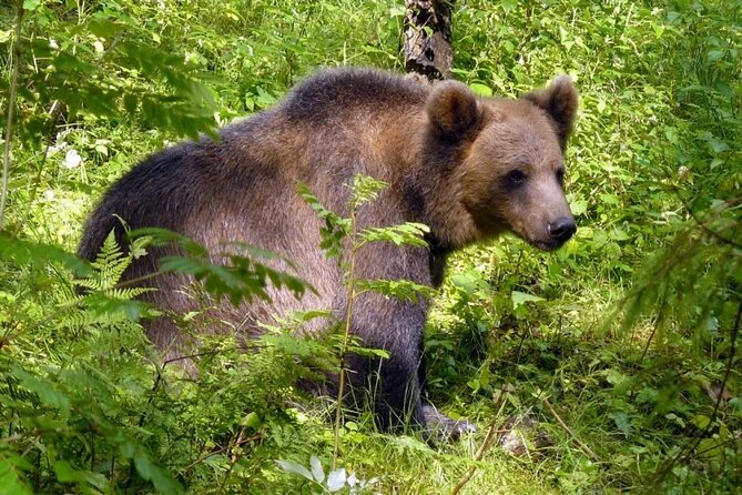 Day trip to Gauja National Park: animals, castles and a cave - A Closer Look at the Itinerary