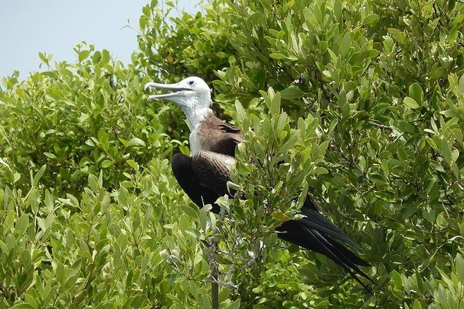 Day Trip to Isla Contoy - A Closer Look at the Tour Experience