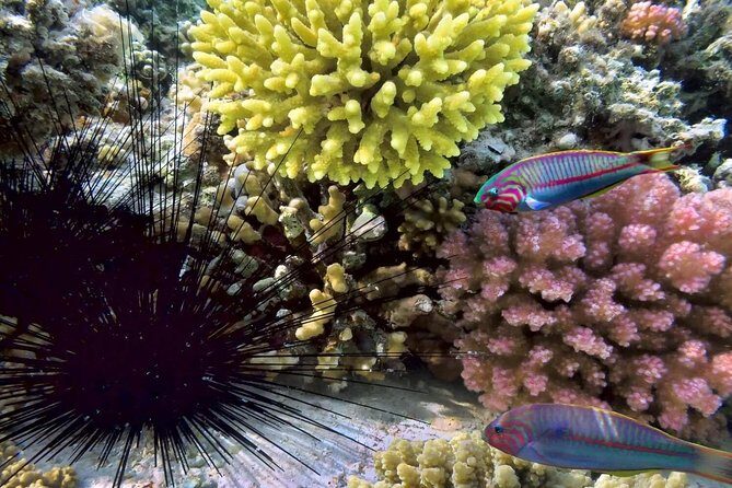 Day Trip to Koh Nangyuan & Koh Tao by Insea Speedboat from Koh Samui - Pricing and Value
