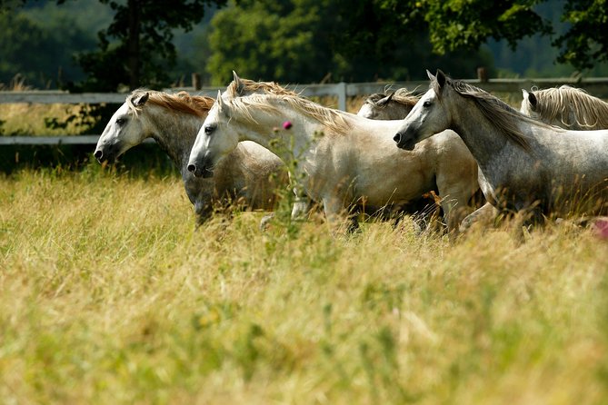 Day Trip to Lipica and Karst - Exploring the Itinerary in Detail