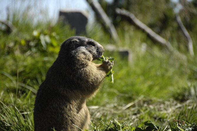 Day Trip to Lucerne and Mount Stanserhorn Including CabriO Cable Car Ride - Ascending Mount Stanserhorn by CabriO Cable Car