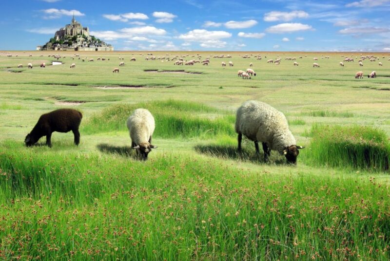 Day Trip to Mont-Saint-Michel from Paris - Who Is This Tour Best For?