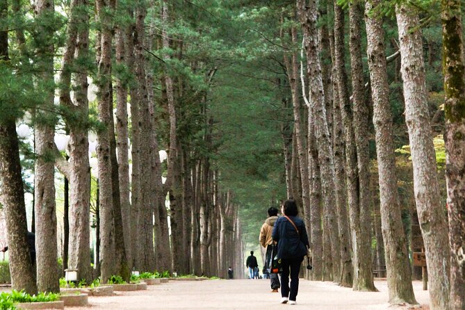 Day Trip to Nami Island with Rail bike and The Garden of Morning Calm - What’s Included and What’s Not