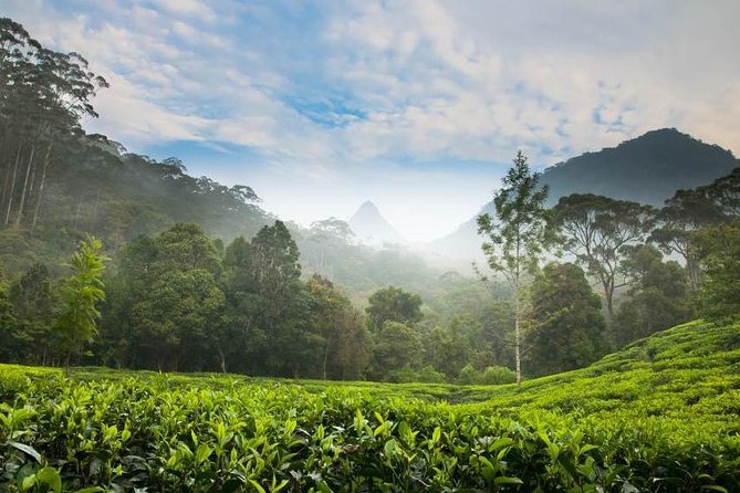 Day Trip to Nuwara Eliya with Kingfisher Tours - The Value of This Tour