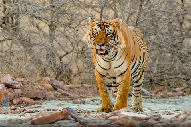 Day Trip to Ranthambore Tiger Safari from Jaipur - Key Points