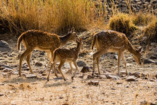Day Trip to Ranthambore Tiger Safari from Jaipur - Who Should Consider This Tour?
