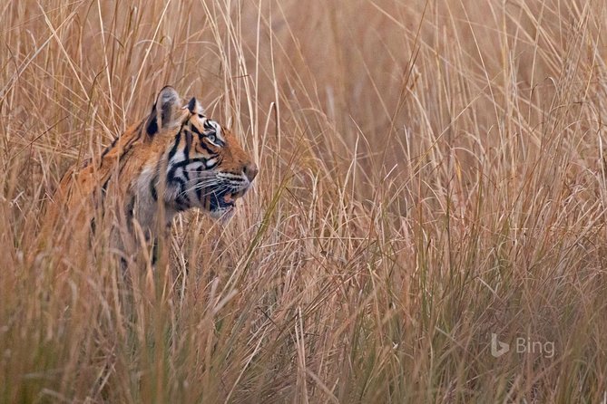 Day Trip to Ranthambore Tiger Safari from Jaipur - FAQs