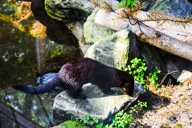 Day Trip to Ranua Arctic Wildlife Park from Rovaniemi - Final Thoughts