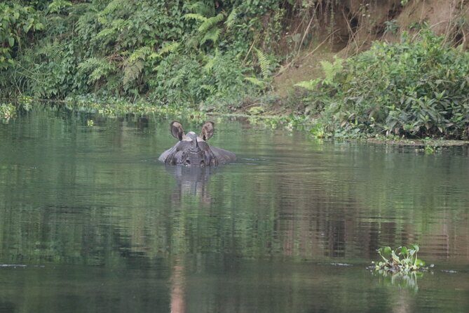 Day Walk(8-10h.) inside Chitwan National Park. - A Closer Look at the Chitwan Day Walk Experience