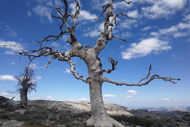 Dayhikes With Pick-Up From Marbella and Estepona - Explore Moorish and Roman Heritage