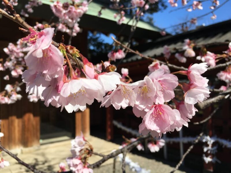 Daytime Hanami (Cherry Blossom Time) With a Local - Culinary Experience