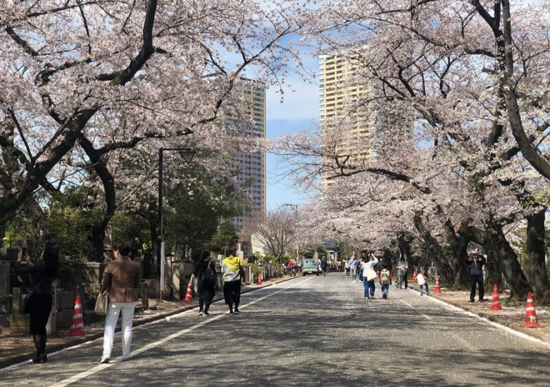 Daytime Hanami (Cherry Blossom Time) With a Local - Exploring Yanakas Back Streets