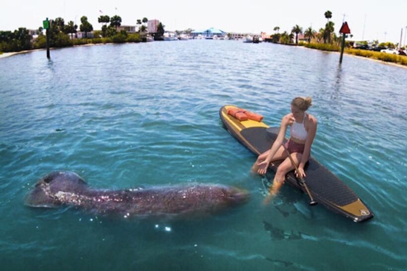 Daytona Beach: Guided Kayaking or Standup Paddling Tour - Final Thoughts