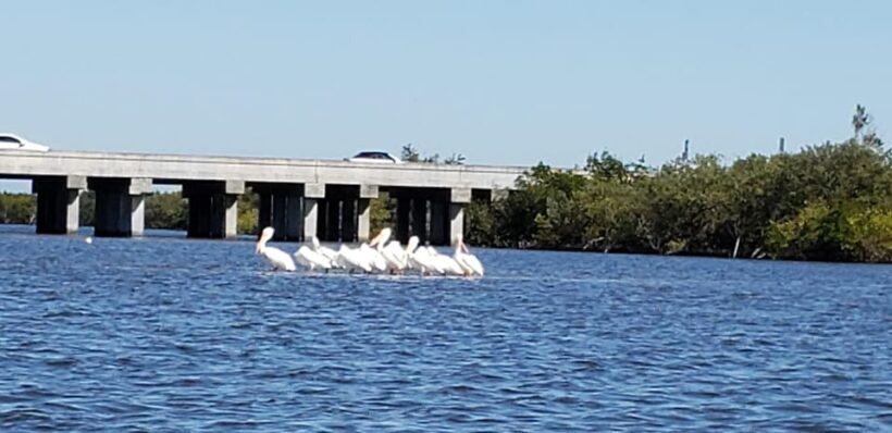 Daytona/New Smyrna Beach: Unforgettable Kayak Wildlife tours - Key Points