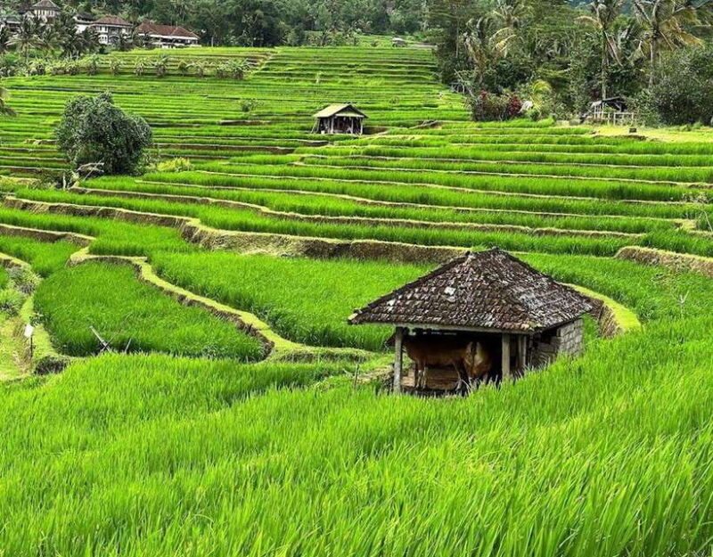 daytrip: sangeh monkey,jati luwih,yeh ho waterfalls - FAQs