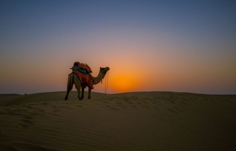 Dazzling Half Day Camel & Desert Safari With Sunset & Dinner - Practical Tips for Participants