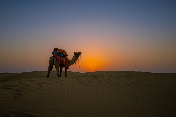 Dazzling Half Day Tour of Camel & Desert Safari with Sunset - Final Thoughts: Who Is This Tour Best For?